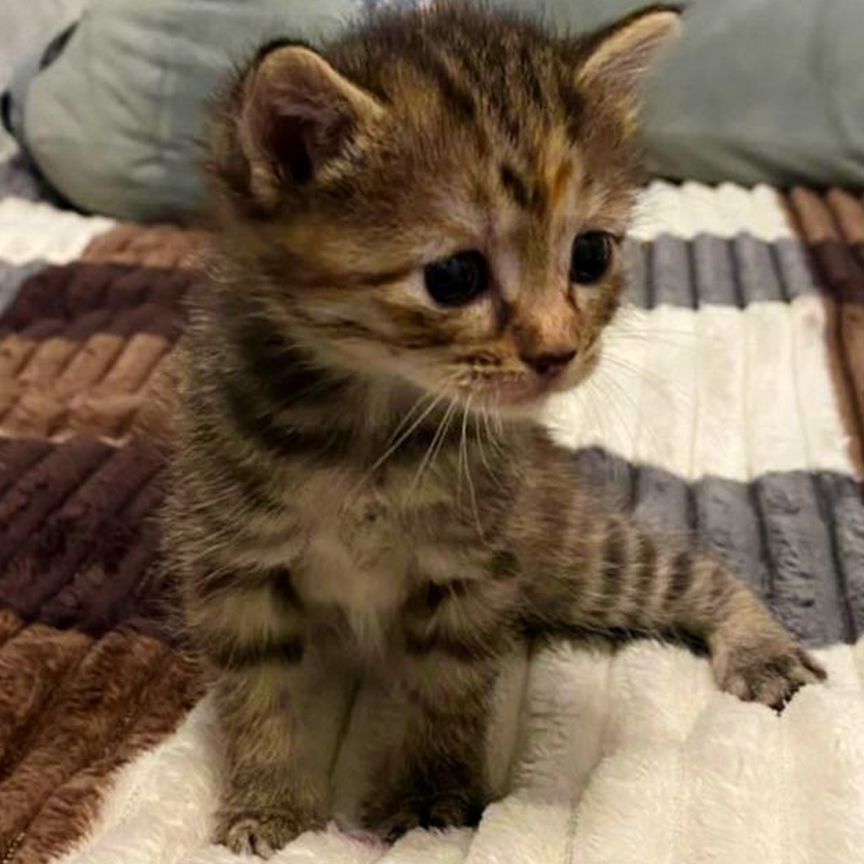 Котята в добрые руки бесплатно