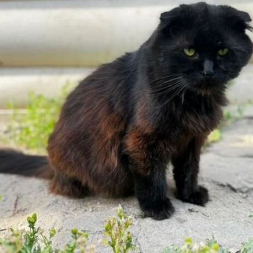 Кот в добрые руки