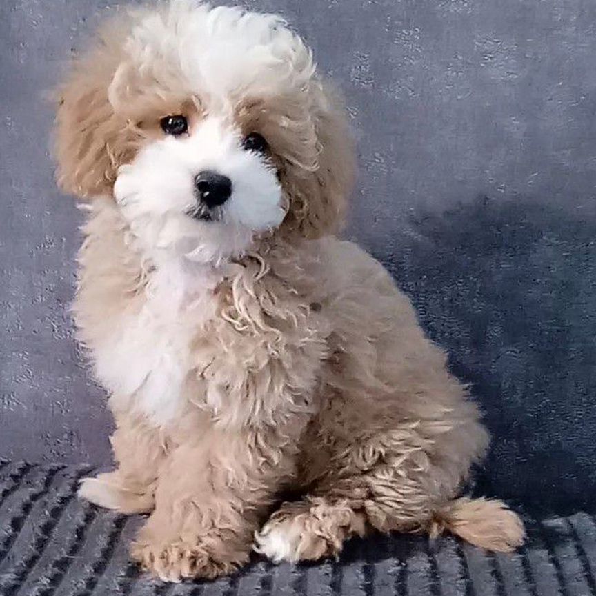 Мальтипу, щенок