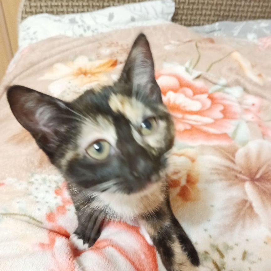 Счастье. Трехцёветный котенок