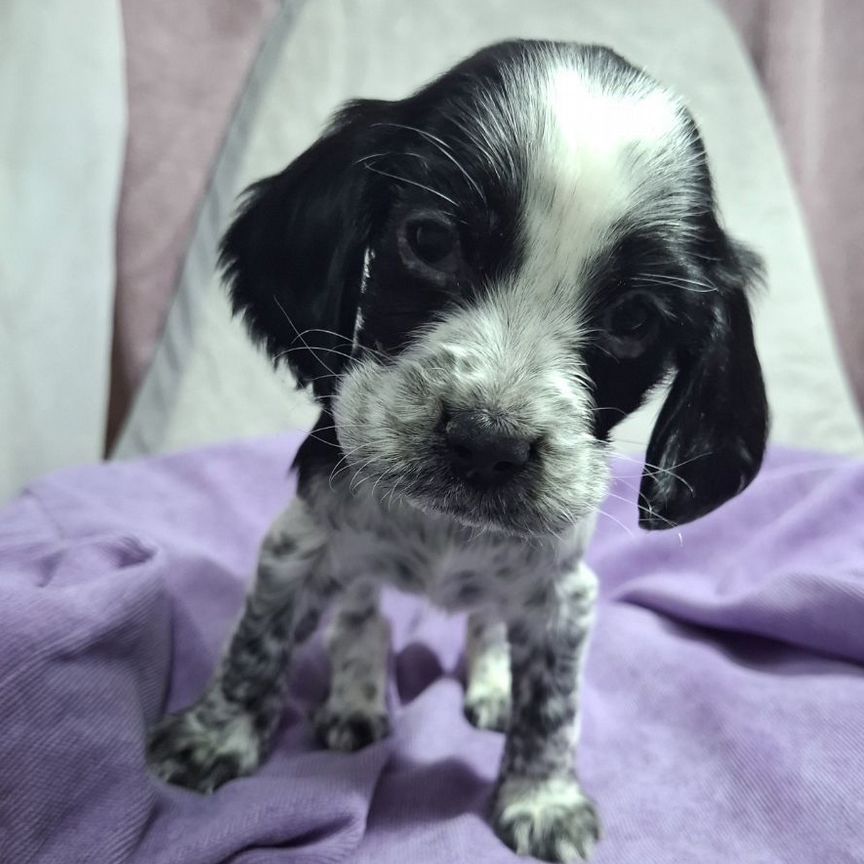 Русский охотничий спаниель, щенок