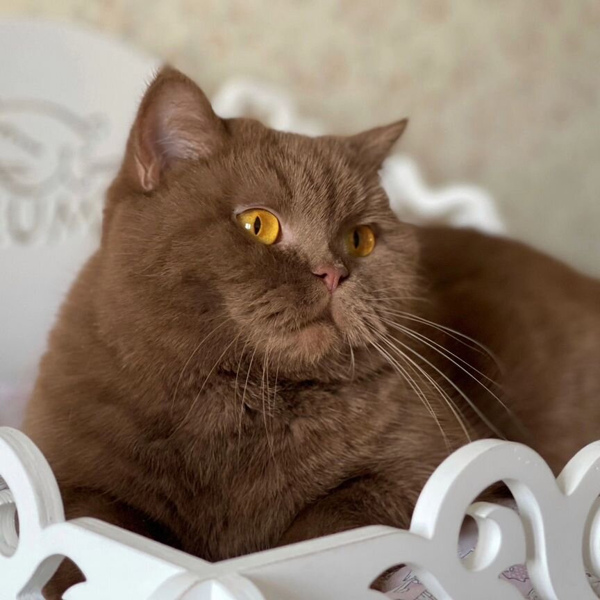 Британска кошечка