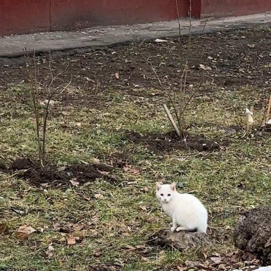 Котенок на улице один