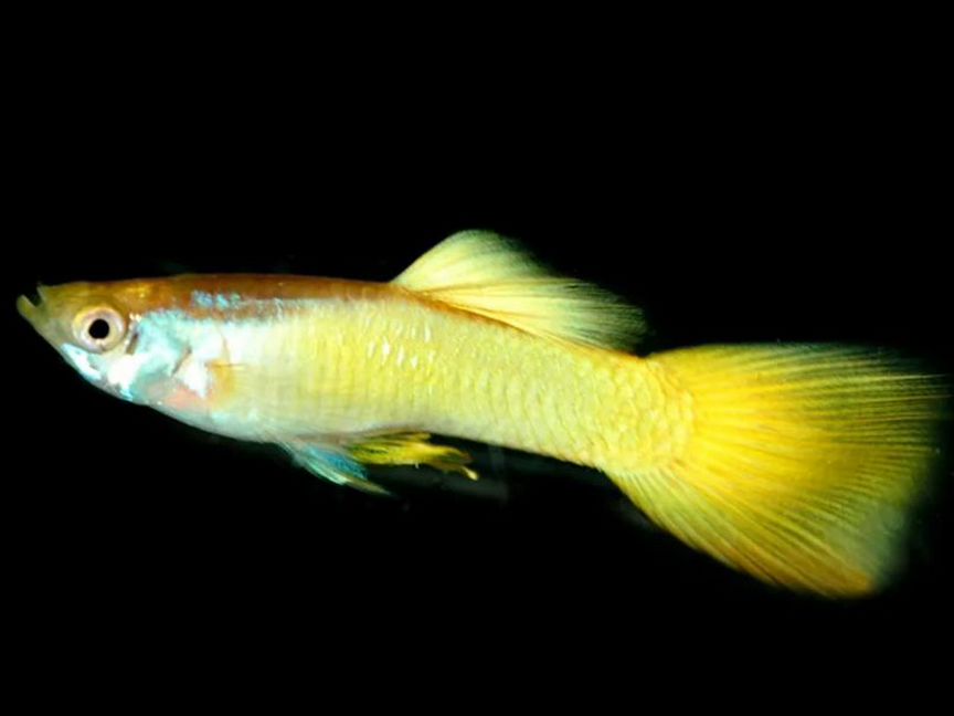 Гуппи желтый германский, живородящие рыбки
