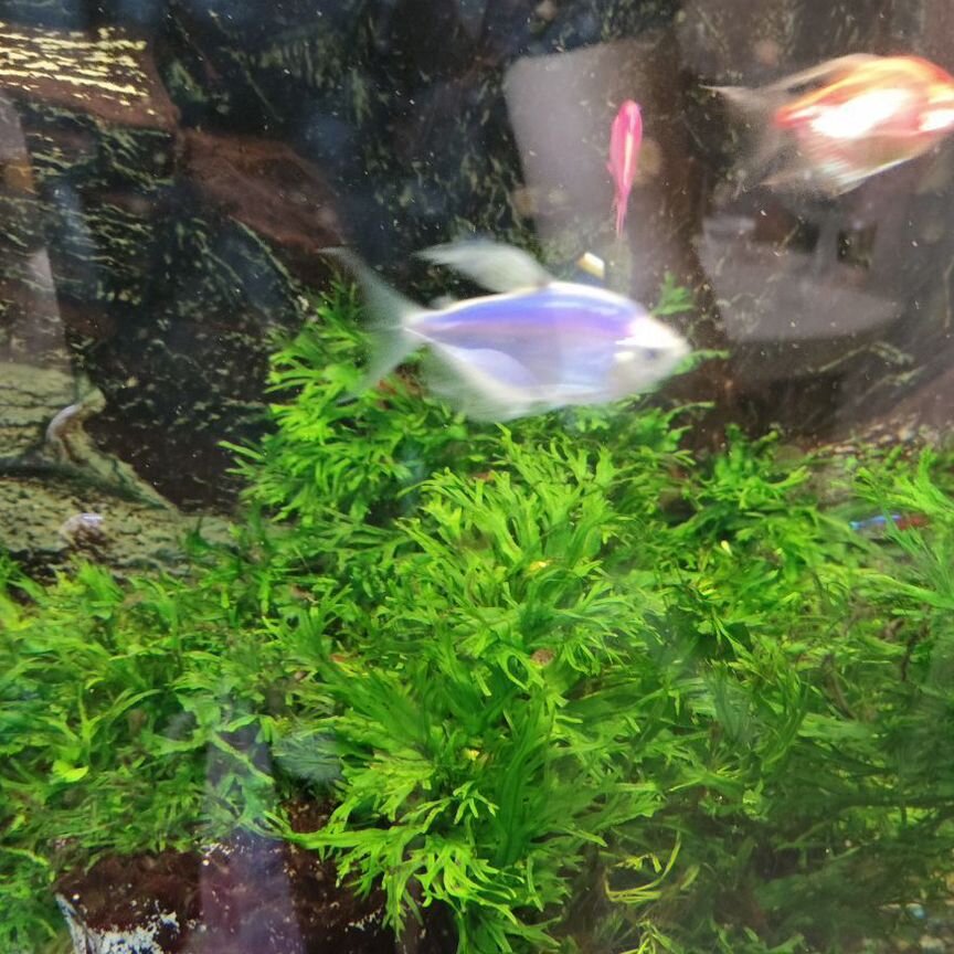 Аквариумные растения