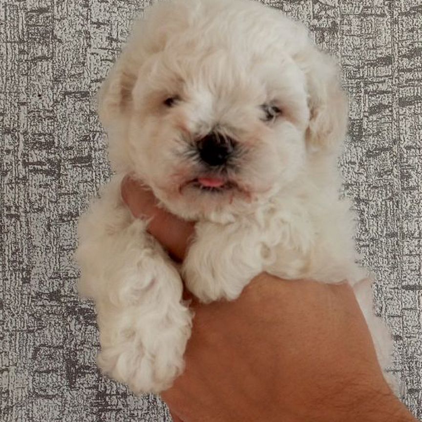 Бишон фризе, щенок