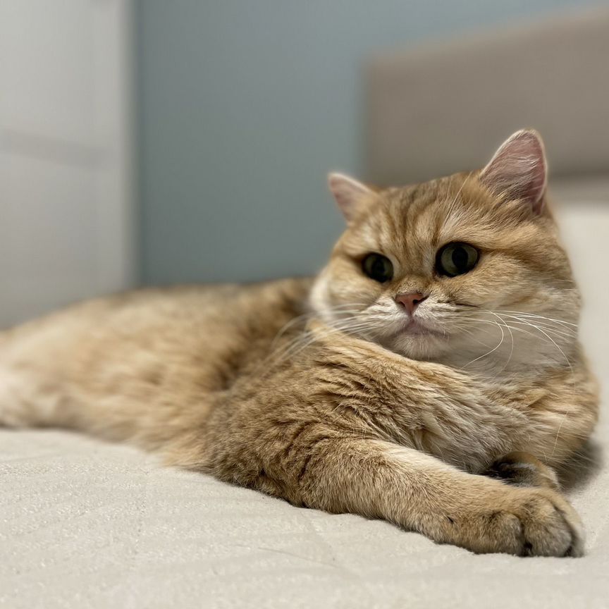 Кошка золотая шиншила