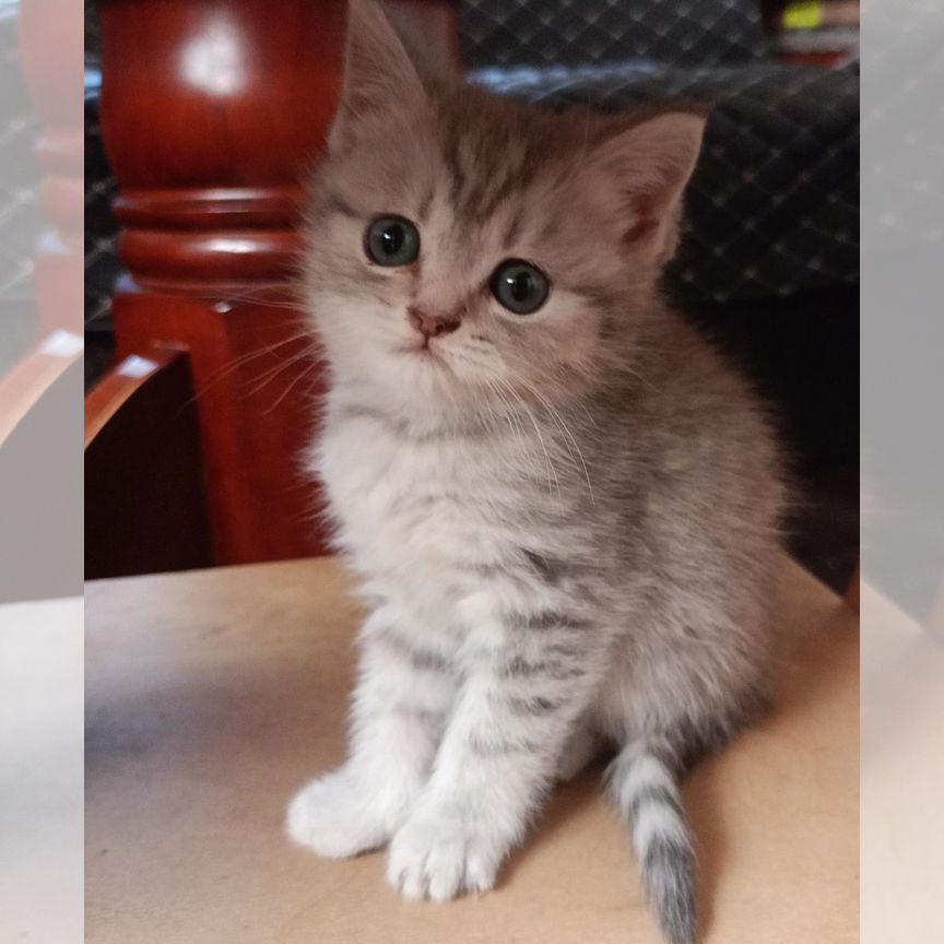 Шотландские котята