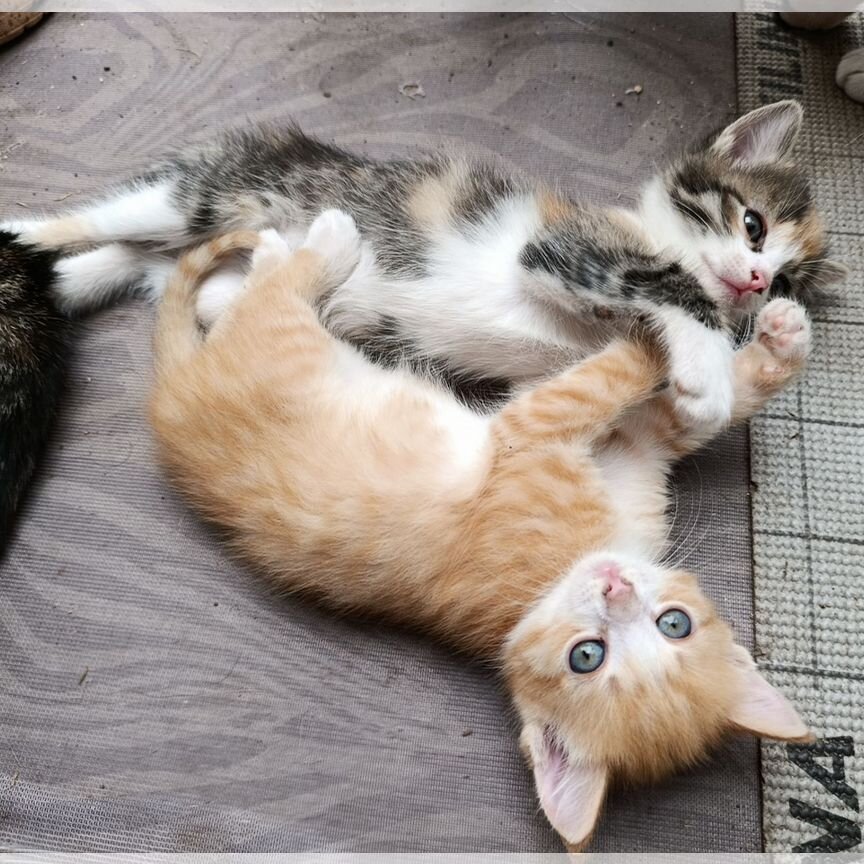 Котята в добрые руки