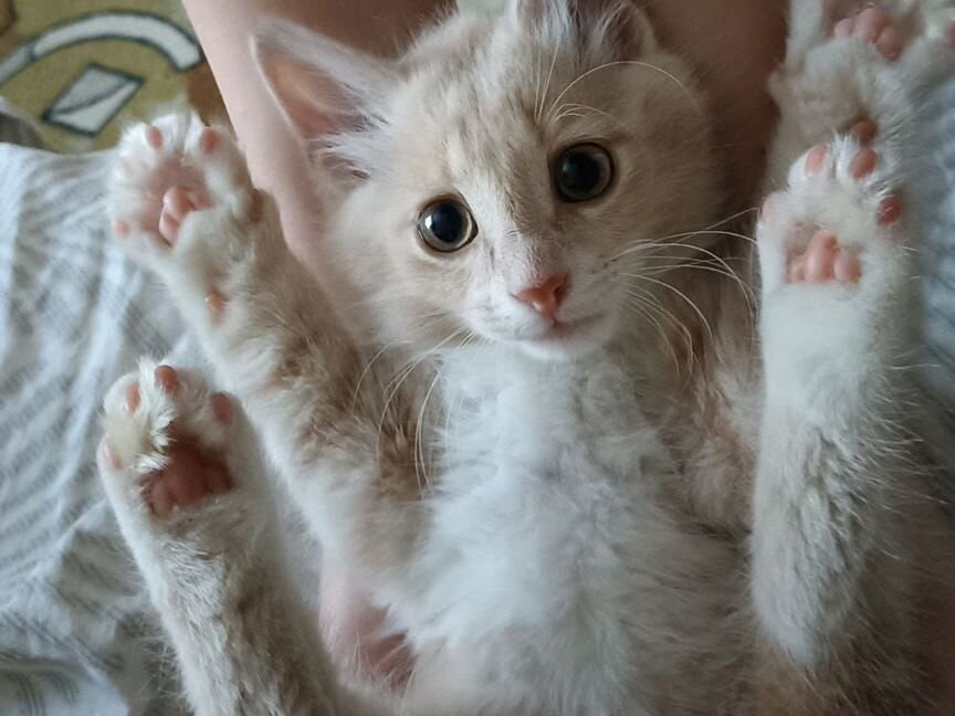 Котёнок в добрые руки