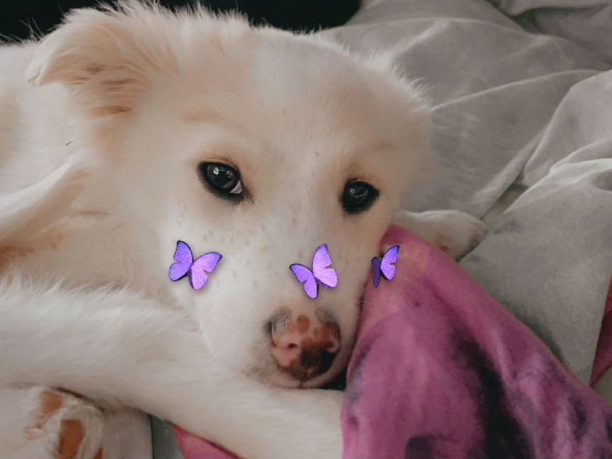 Собаки бесплатно