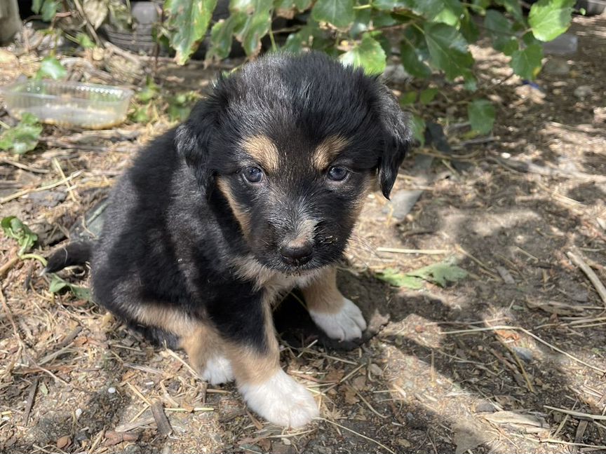 Щенки в добрые руки