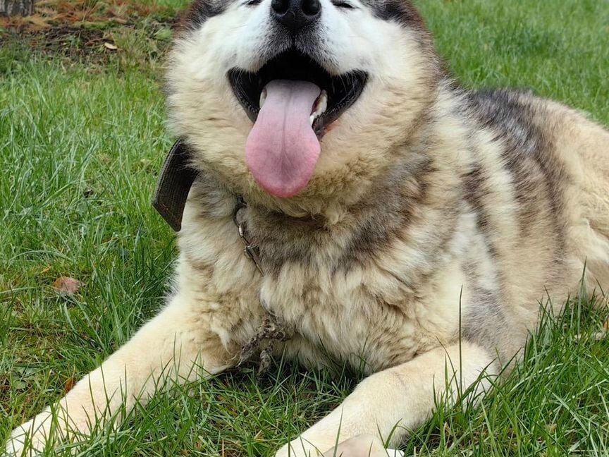 Маламут из Якутска. Настоящая северная собака