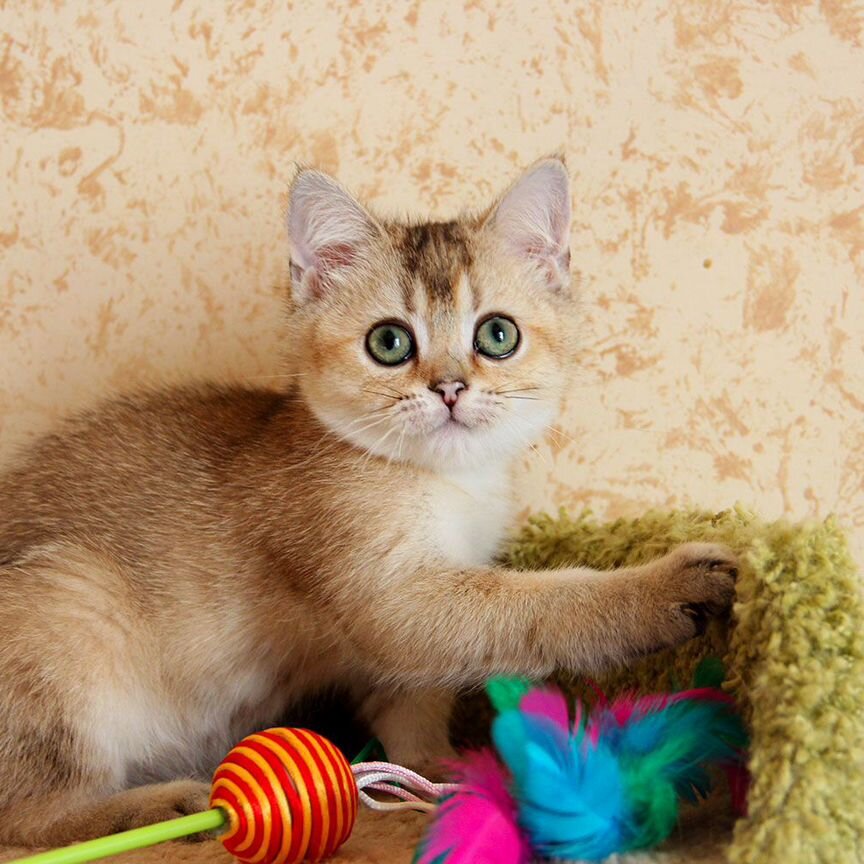 Марсель - золотистый тикированный котик