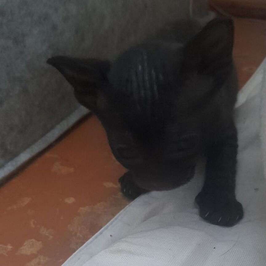 Канадский  Донской сфинкс