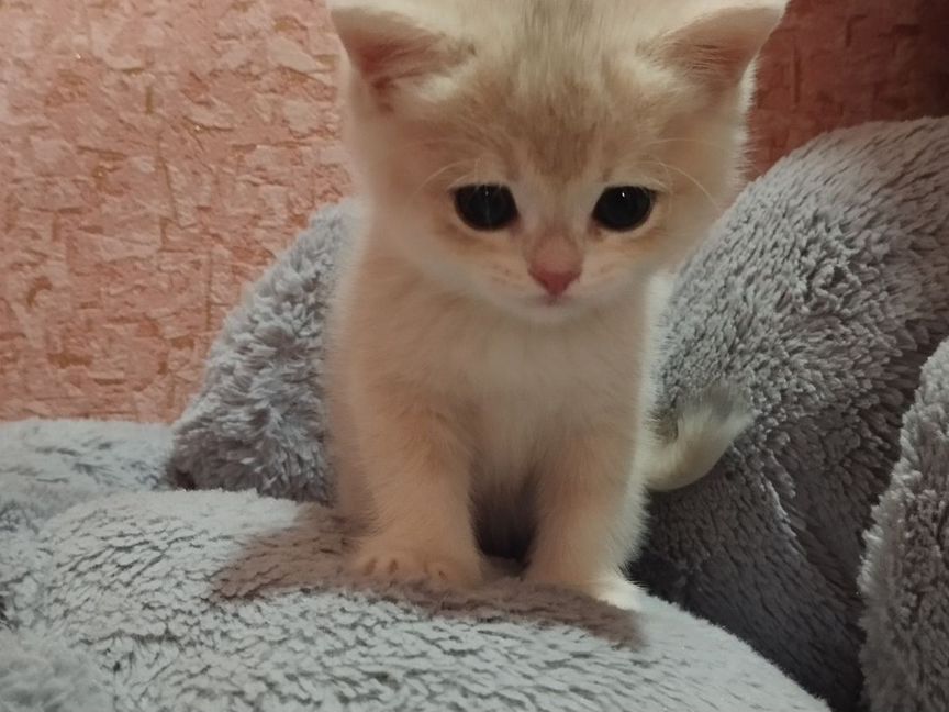 Кошка голубое золото шиншилла