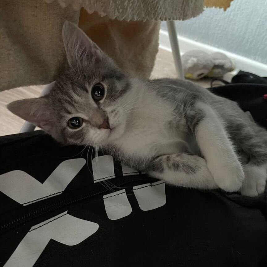 Отдам котенка в добрые руки