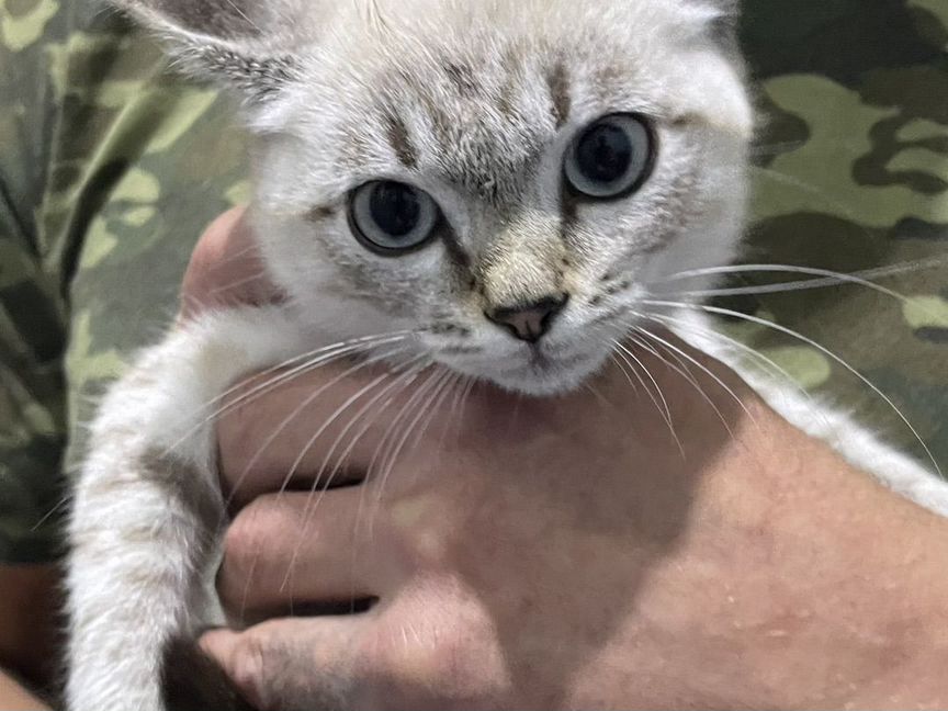 Котенок голубоглазый