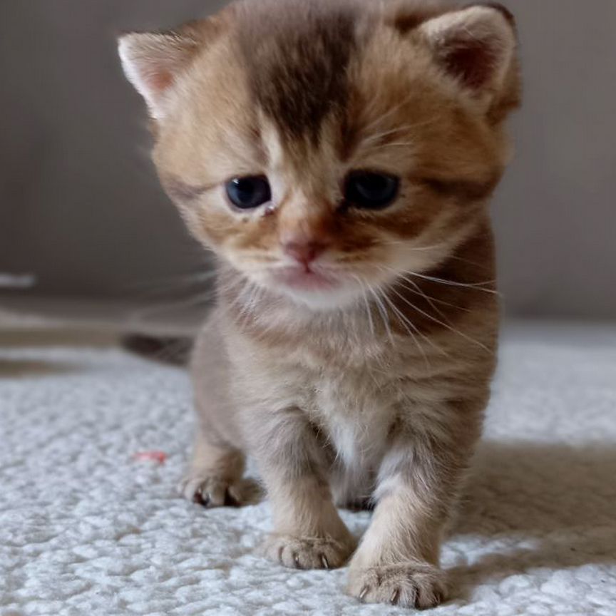 Котята золотая шиншилла