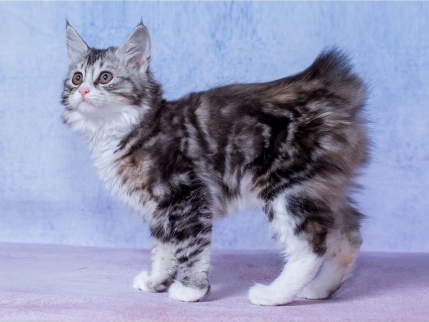 Курильский бобтейл в драгоценном окрасе