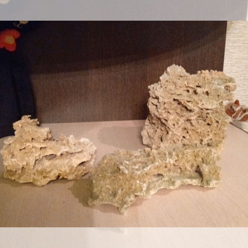 Кораллы для аквариума