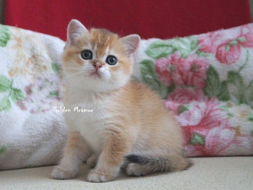 Шиншилёнок