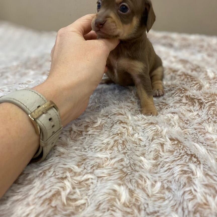 Той-терьер щенки