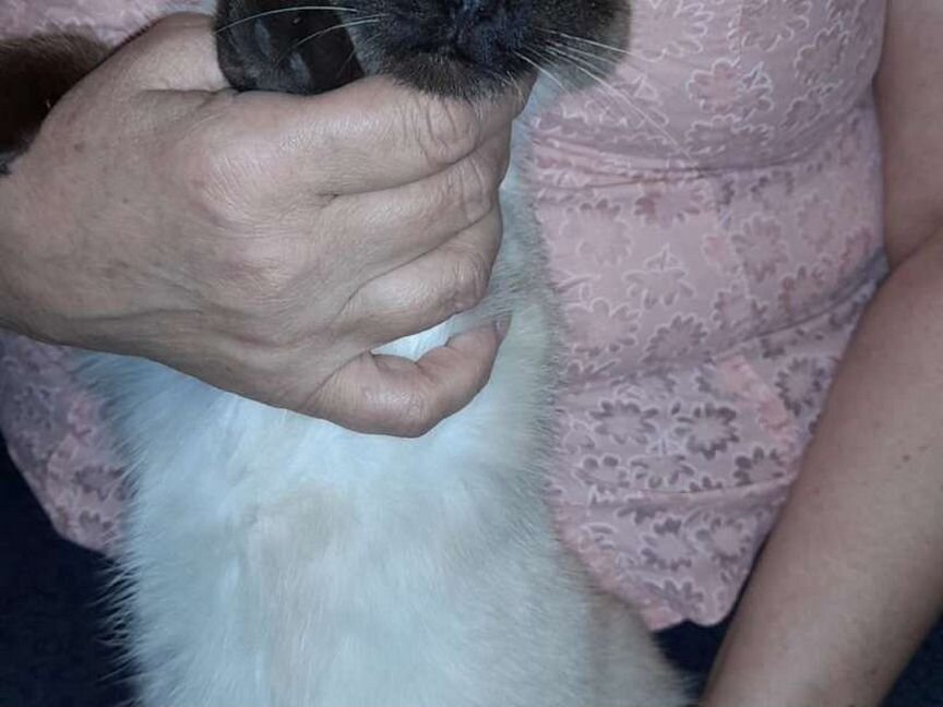 Кошечка нуждается в доме