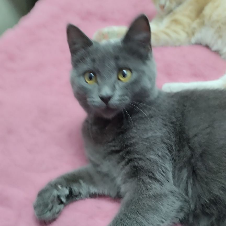 Кошечка Зося, 4 месяца и другие см. Фото