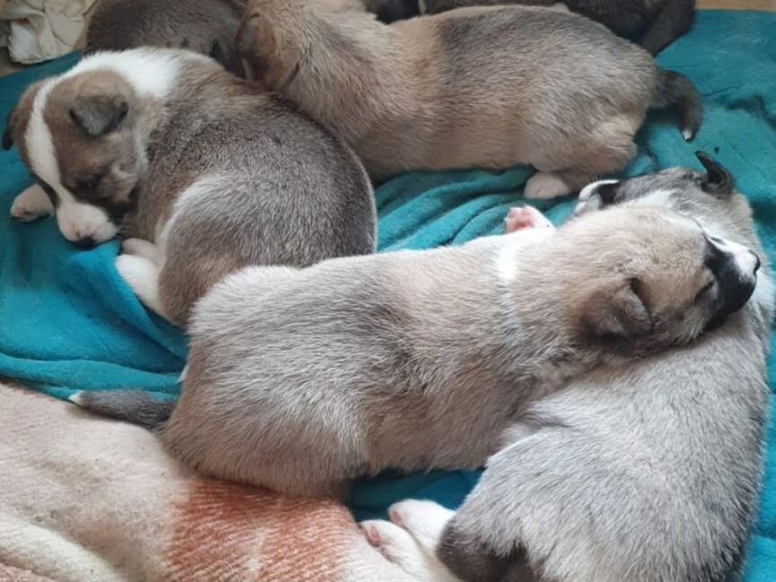 Щенки пристрою