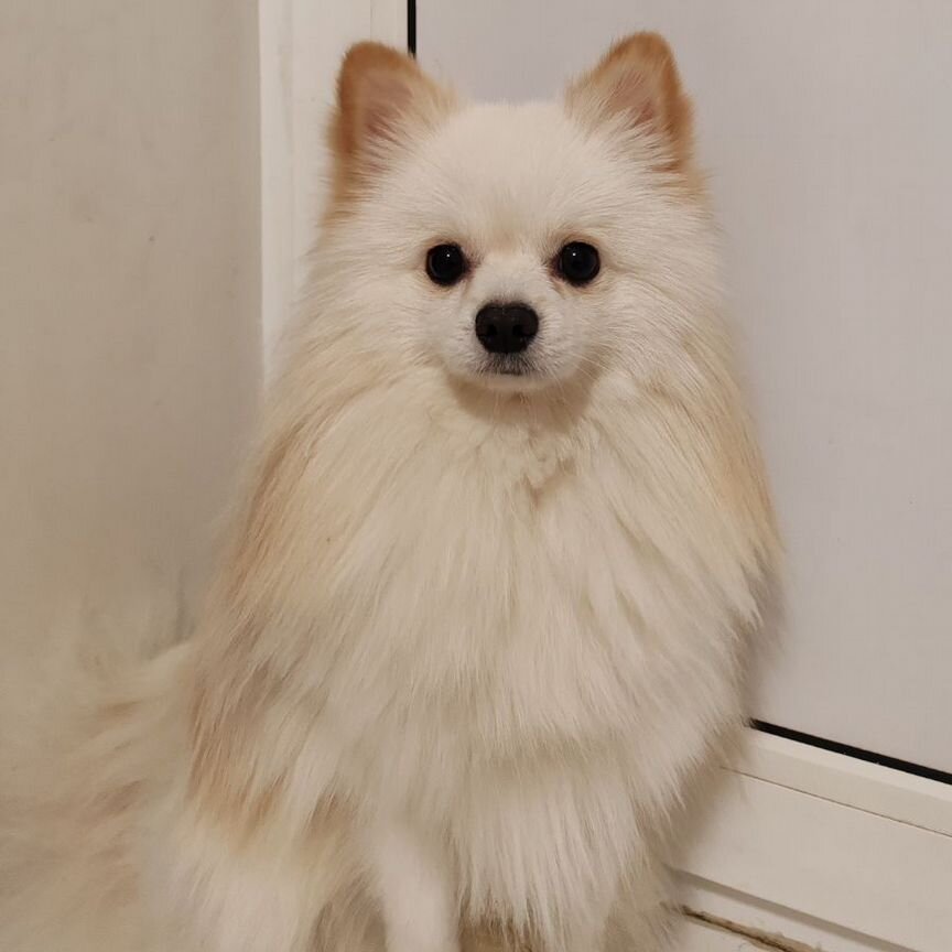 Померанский шпиц, взрослая собака