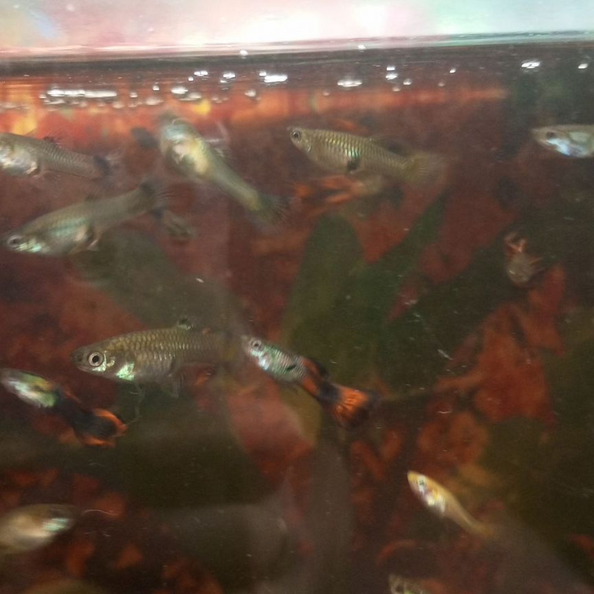 Аквариумные рыбки гуппи с доставкой