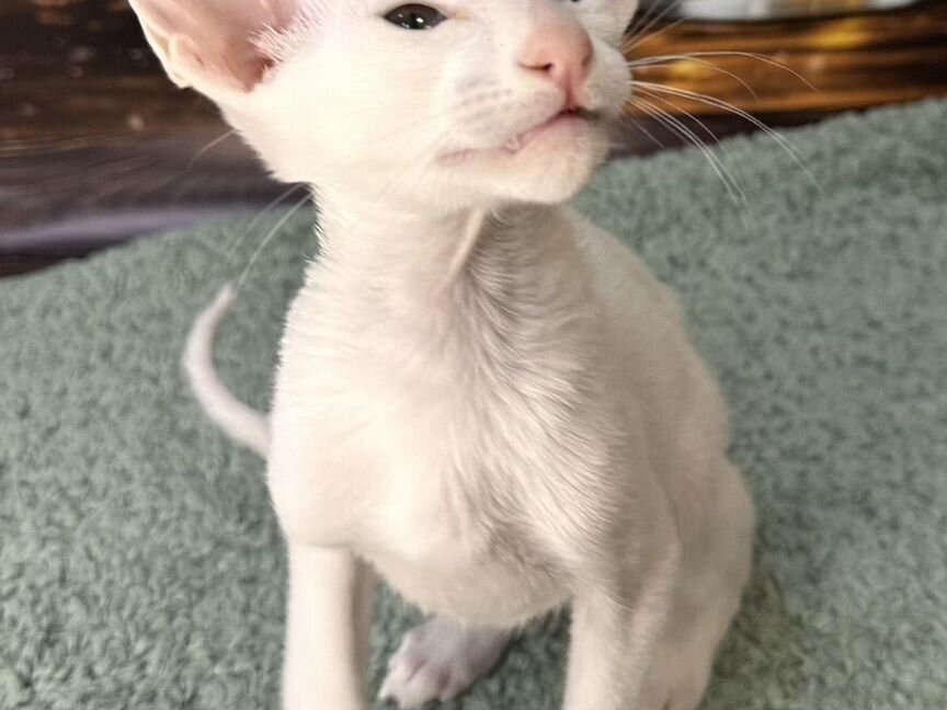Ориентальные котята