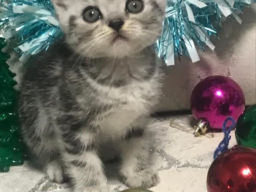 Продам шотландских мраморных котят