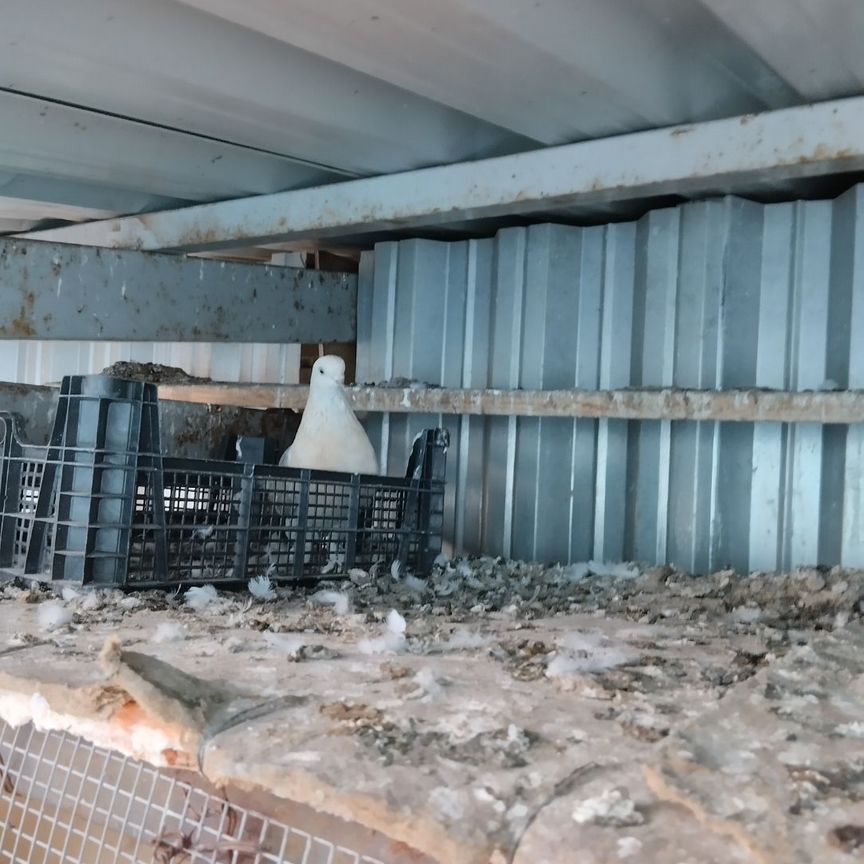 Голуби турецкие такла