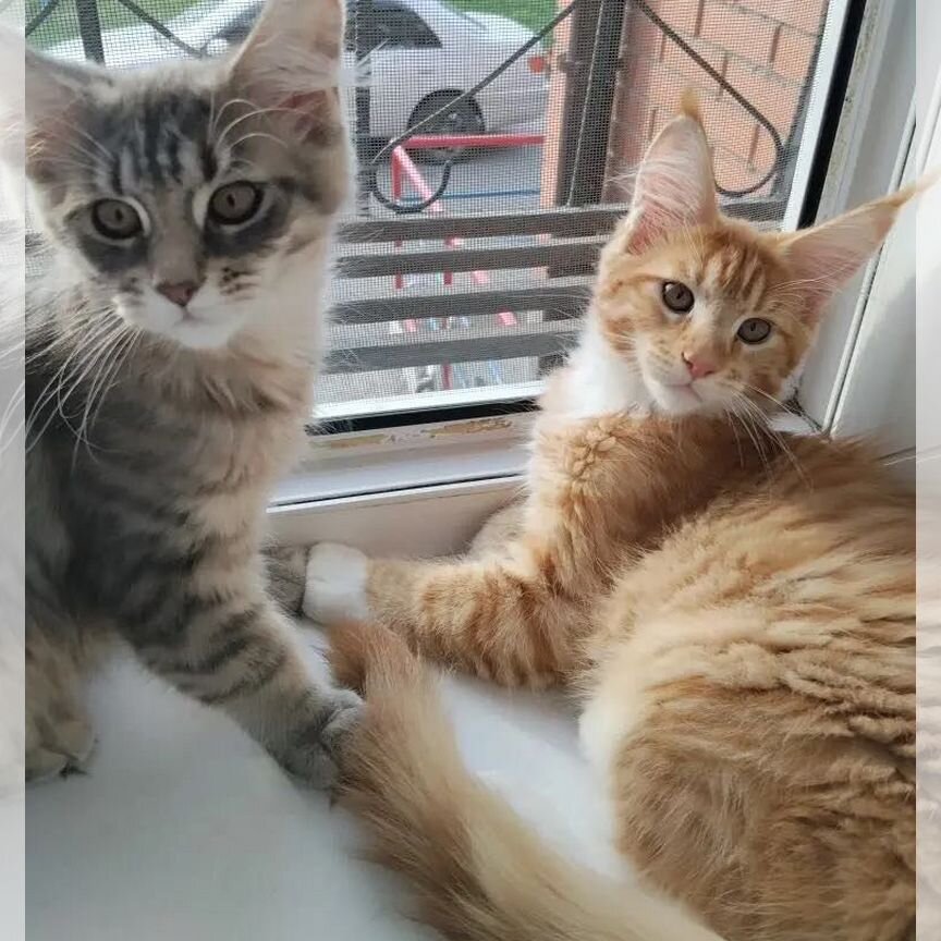 Мейн-кун котёнок