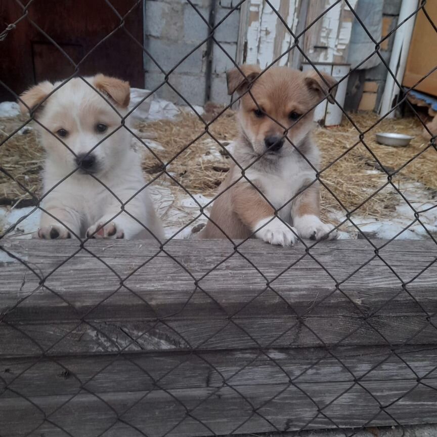 Спасенным щеночкам нужен теплый дом и чашка каши