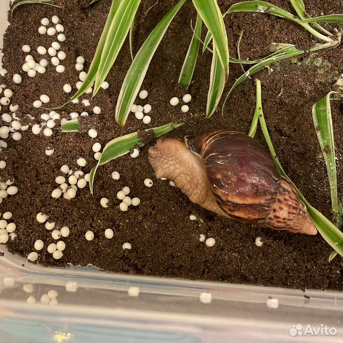 Яица улиток ахатин