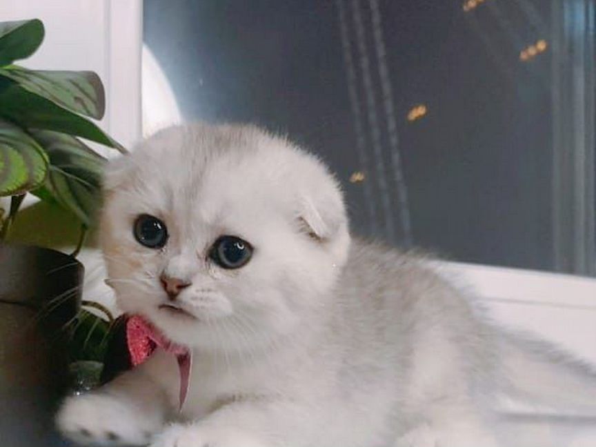 Шотладские котята