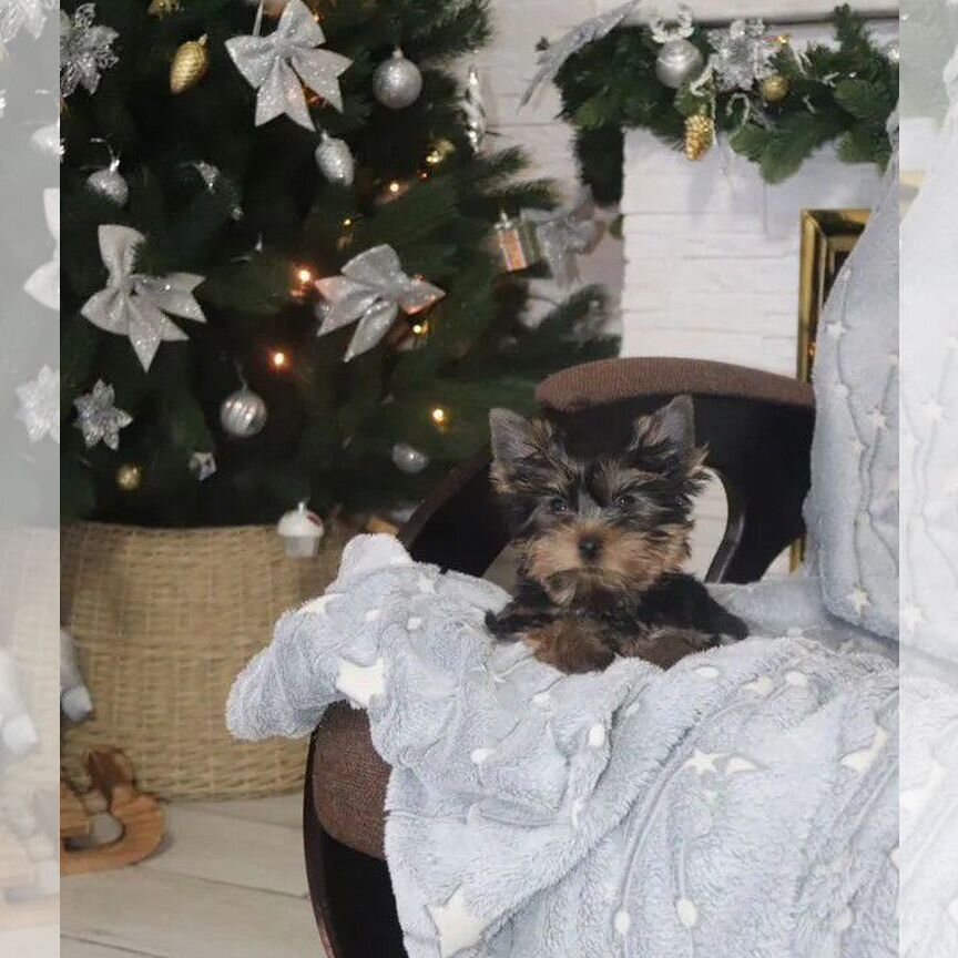 Йоркширский терьер, щенок