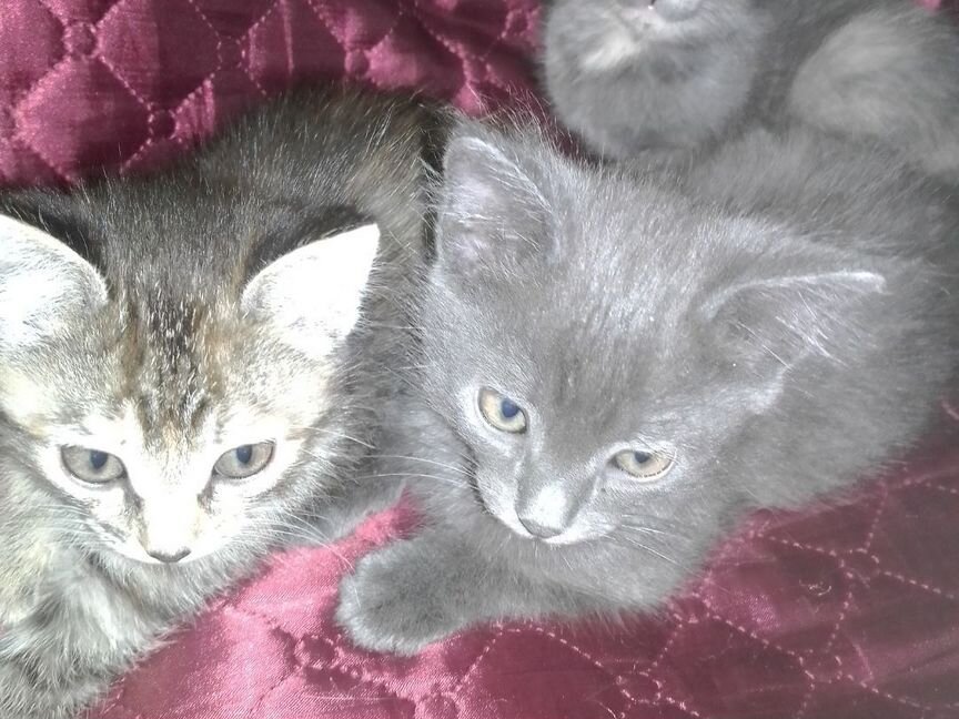 Котята смешанной породы