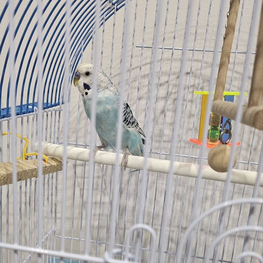 Волнистый попугай