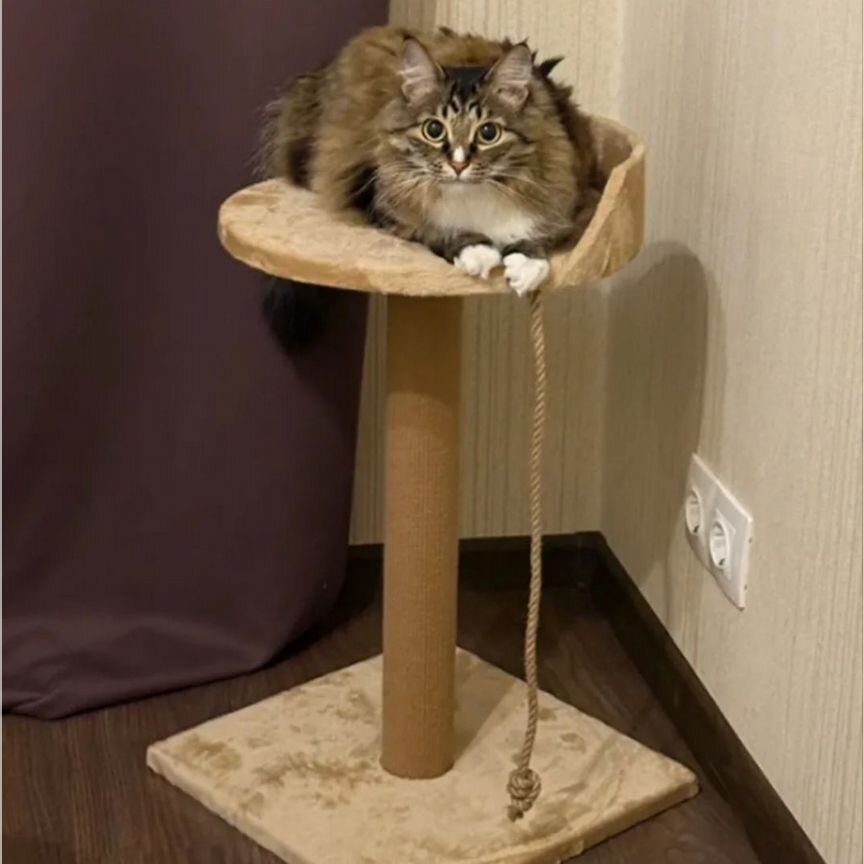 Когтеточка