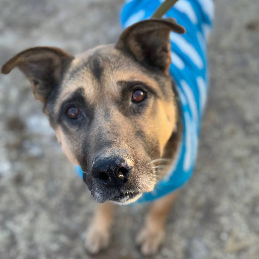 Немолодой Джой потерял всё. Как жить в приюте