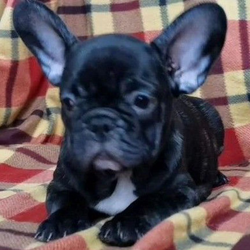 Французский бульдог, щенок