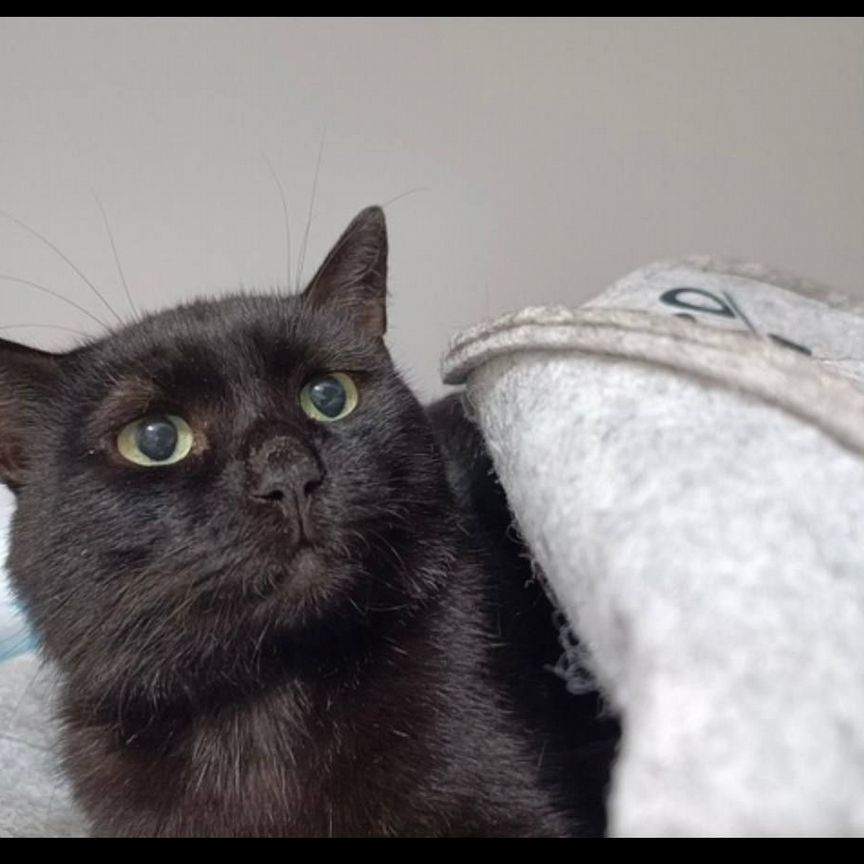 Кот в дар. Бесплатно