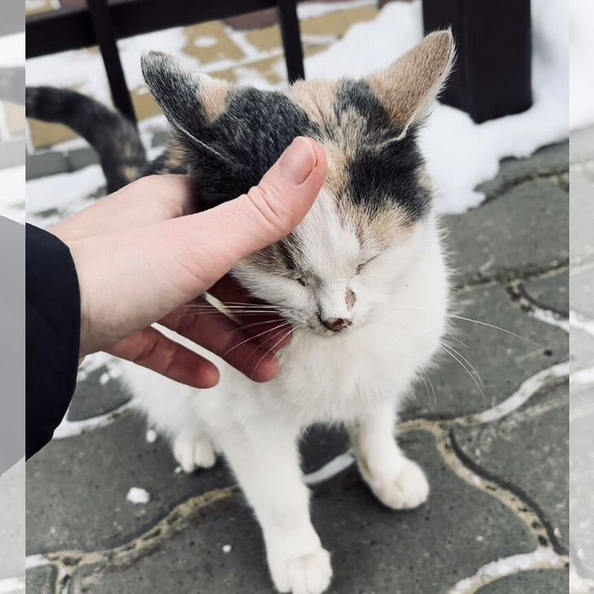 Котенок девочка в добрые руки, черепаховая