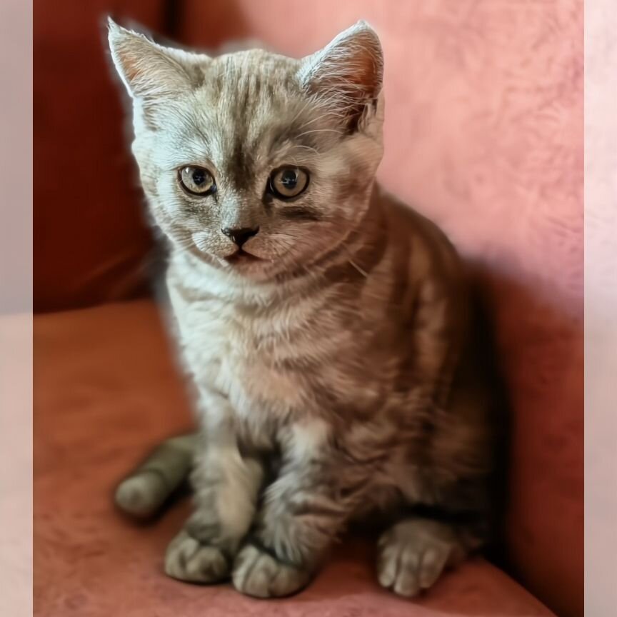 Шотландский вислоухий короткошёрстный котёнок