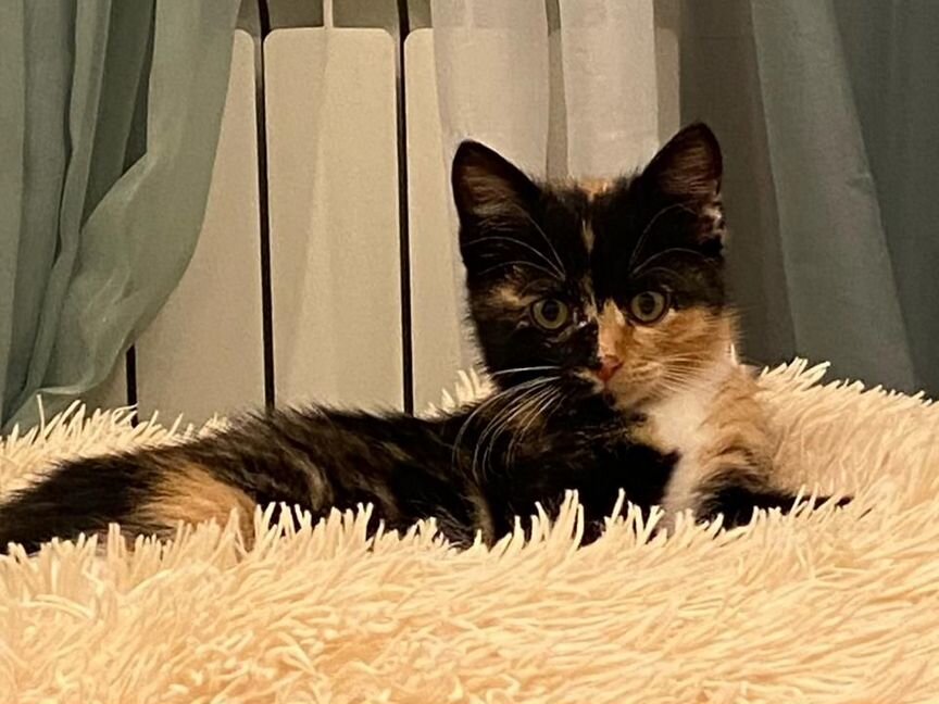 Котенок девочка черепашковый окрас