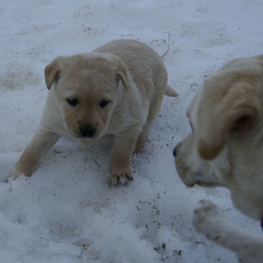 Лабрадор-ретривер, щенок